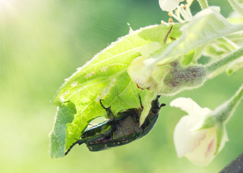 Spring beetle stock image. Image of brunch, horizontal - 39660781