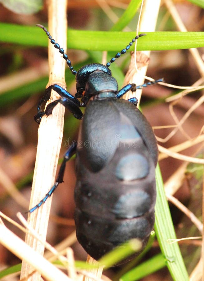 Spring Beetle macro stock photo. Image of grassnnn, grass - 89160148
