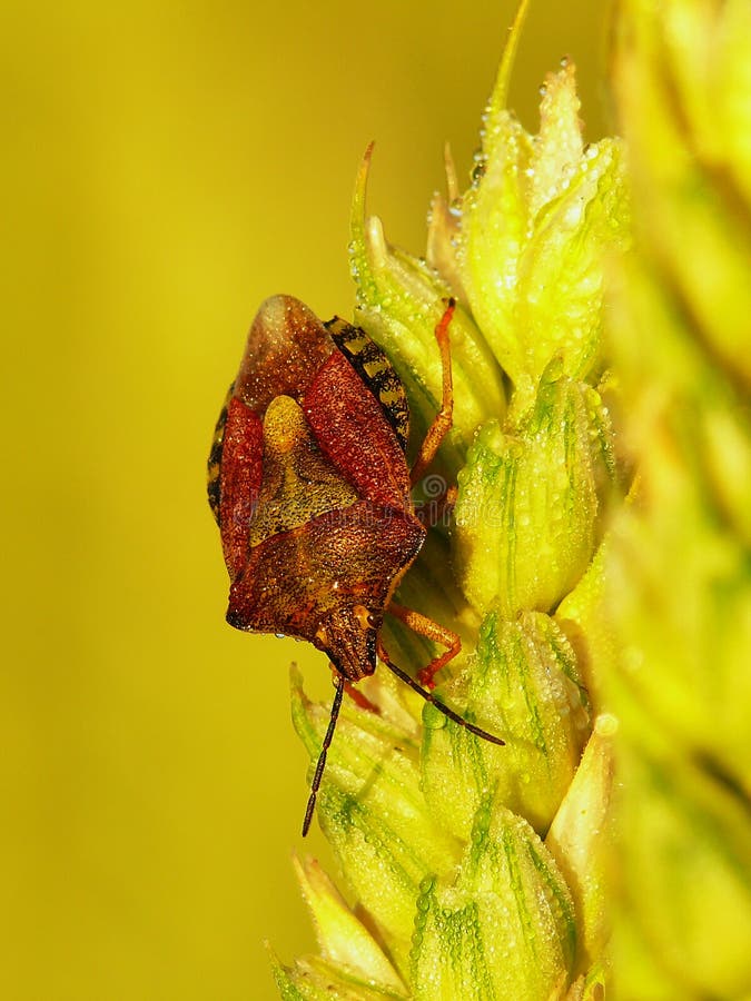 Spring beetle stock image. Image of nature, detail, drops - 37896543