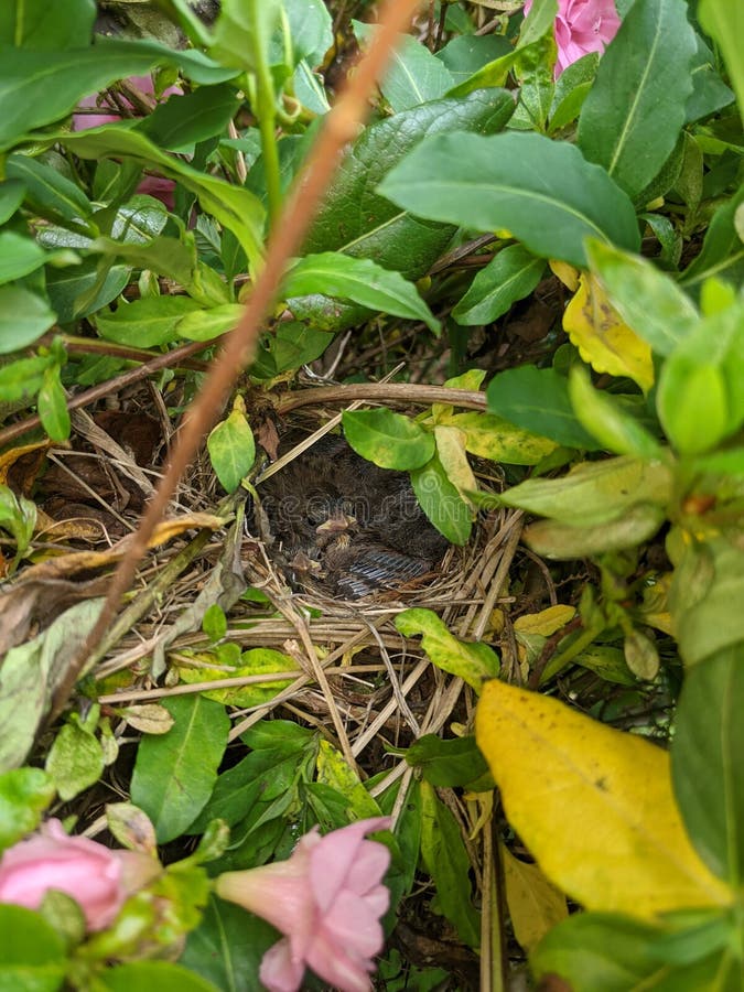 Spring Brings New Beginnings Stock Photo - Image of brings, wildflower ...