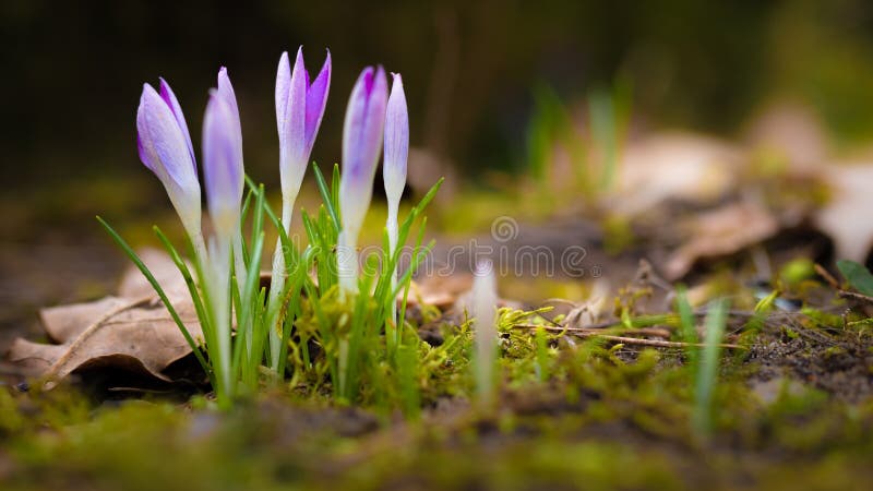 Spring Begins, the First Crocuses Magnoliopsida are Here Stock Photo ...