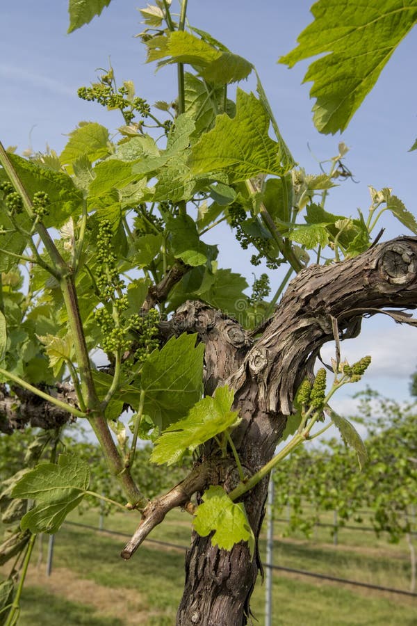 Spring Begins Grapes on the Vine Stock Photo - Image of grape, farm ...
