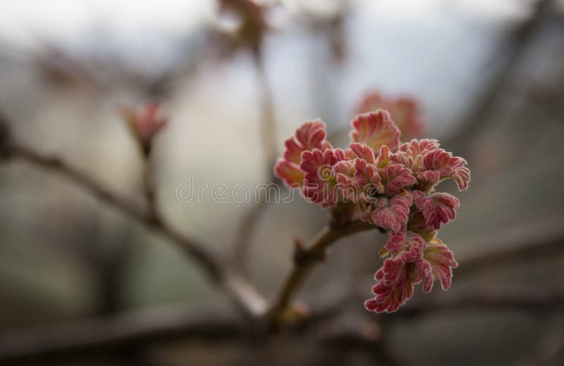 Spring begins in the world stock image. Image of fresh - 142679789