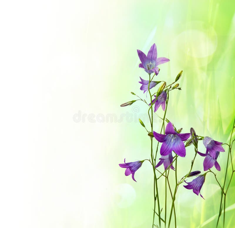 Spring bell flowers stock illustration. Illustration of florist - 12970134