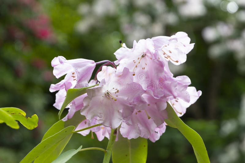 Spring Bell Flowers Close Up Stock Image - Image of blooming, field ...