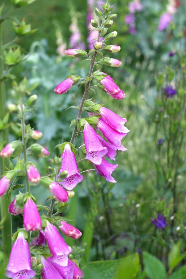 Spring bell flowers. stock photo. Image of background - 68807080