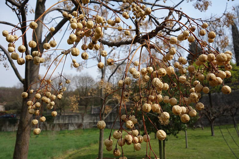 Spring berries stock photo. Image of biology, vegetable - 69338808
