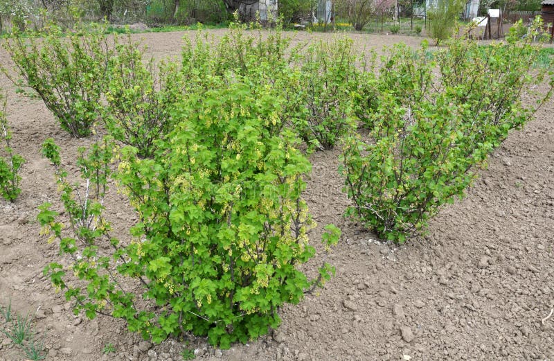 In Spring, Berry Bushes Grow in the Garden Stock Photo - Image of ...