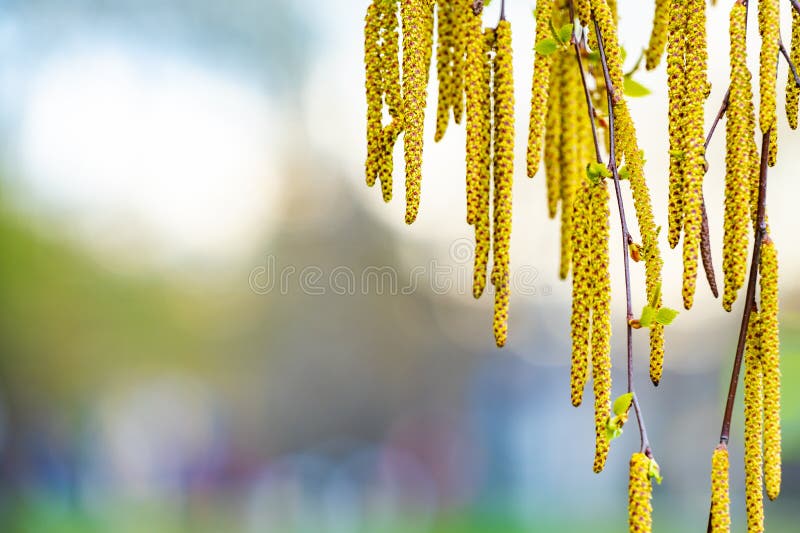 Spring birch blossoms stock image. Image of development - 247711187