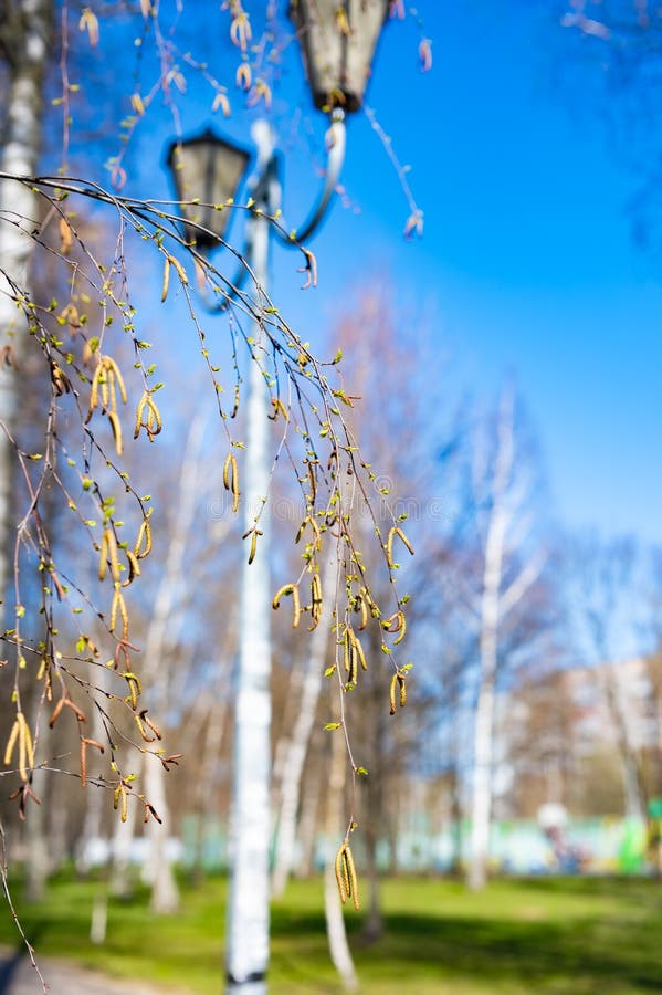 Spring birch blossoms stock image. Image of environment - 247964161