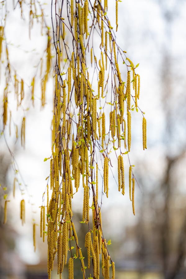 Spring birch blossoms stock photo. Image of leaves, environment - 247964174