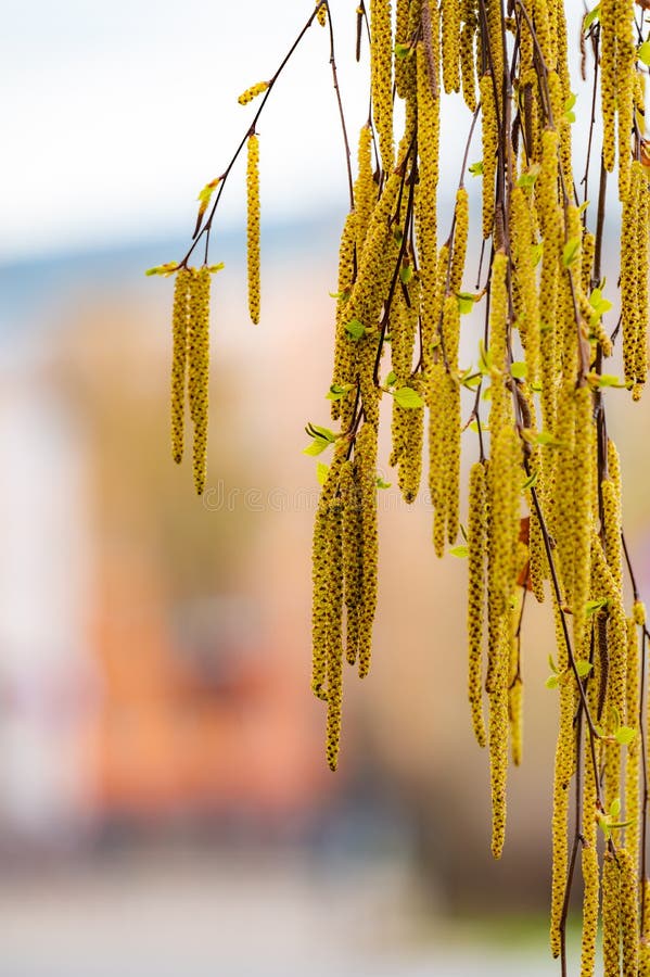 Spring birch blossoms stock photo. Image of growth, beauty - 248463506
