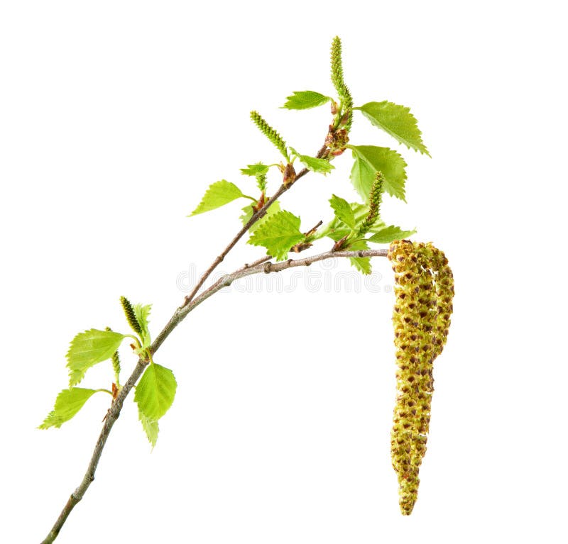 Spring Birch Branch with Catkins Stock Image - Image of natural, lush ...