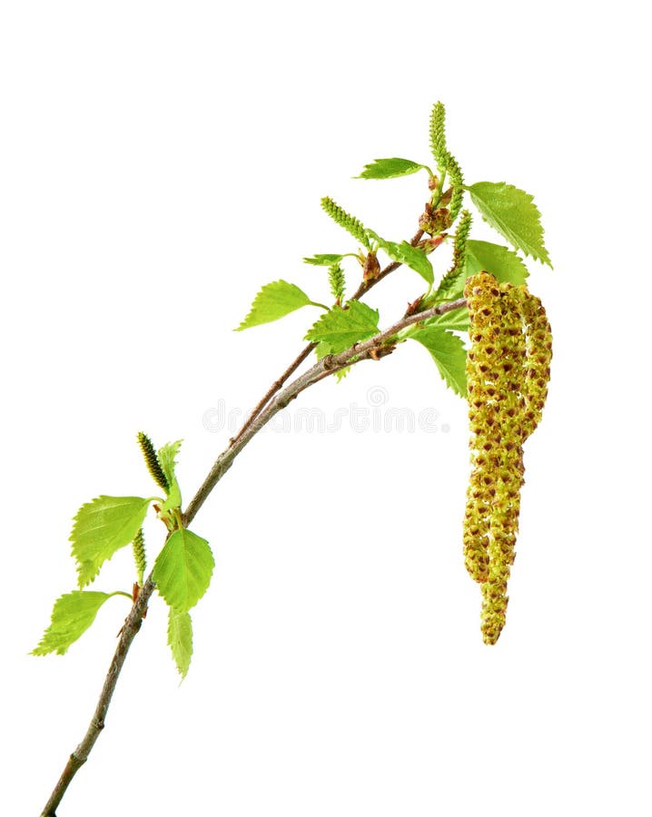 Spring Birch Branch with Catkins Stock Image - Image of natural ...