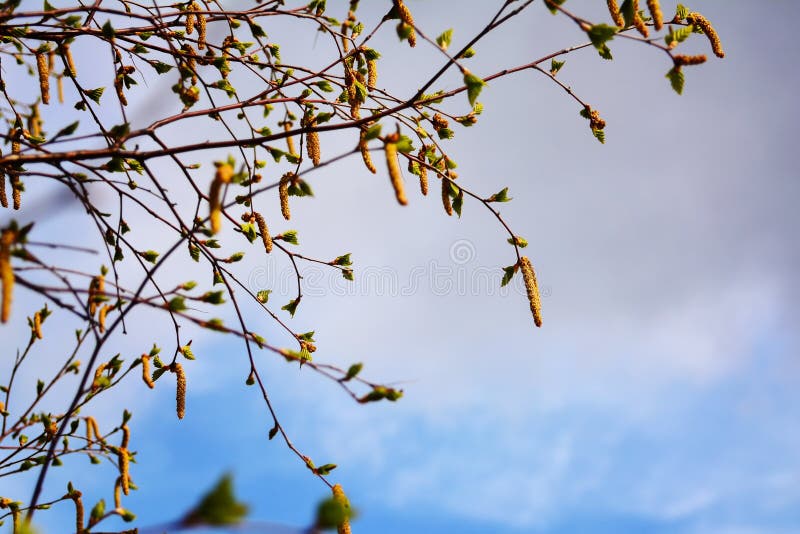 Spring Birch branch stock image. Image of bright, lush - 108702059