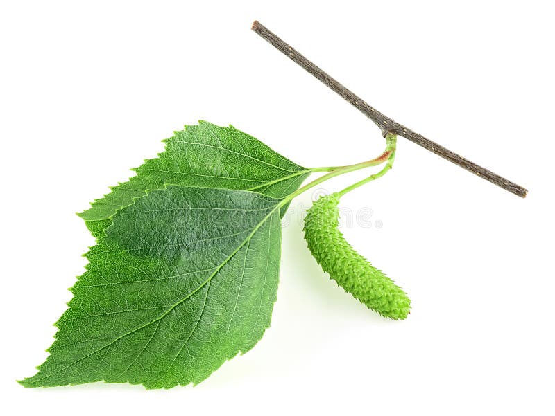 Spring Birch Branch with Green Leaves and Catkins Isolated on White ...