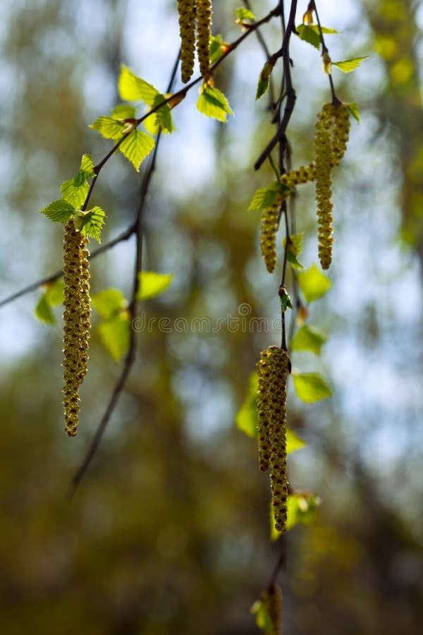 Hazel stock photo. Image of glosses, branch, flower, botanical - 2311952