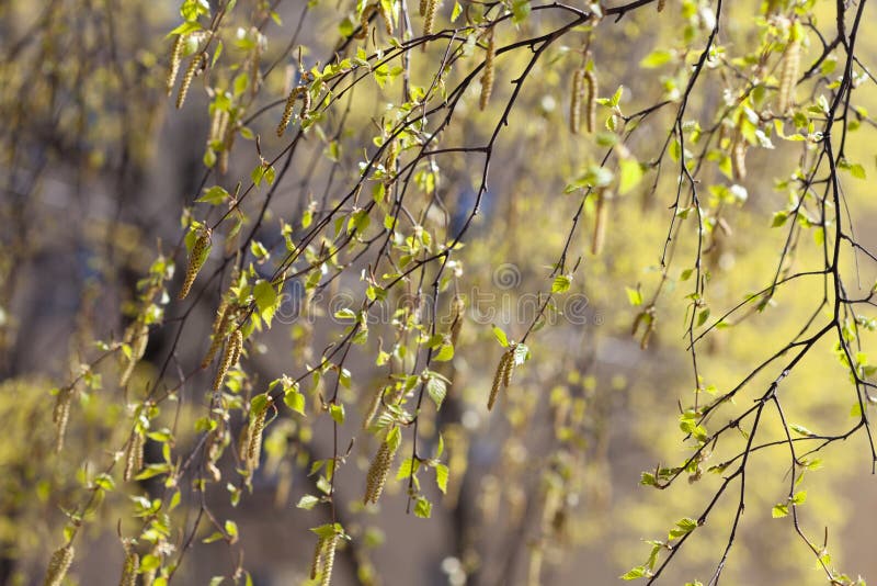Spring Birch Branches with Leaves Stock Image - Image of closeup ...