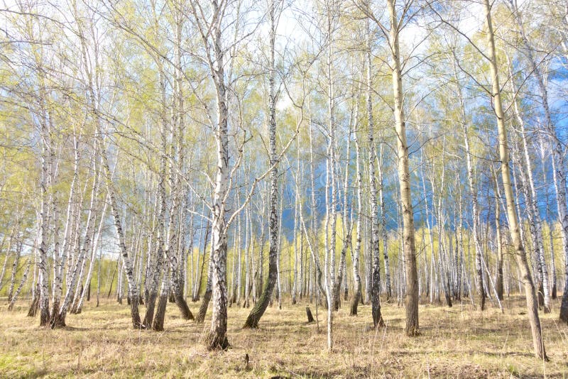 Spring birch forest stock photo. Image of tree, season - 70536840
