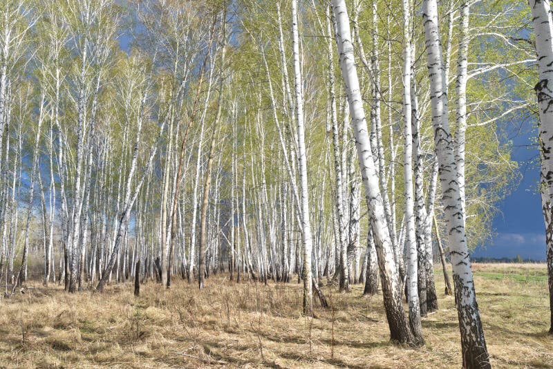 Spring birch forest stock image. Image of harmony, beautiful - 70537511