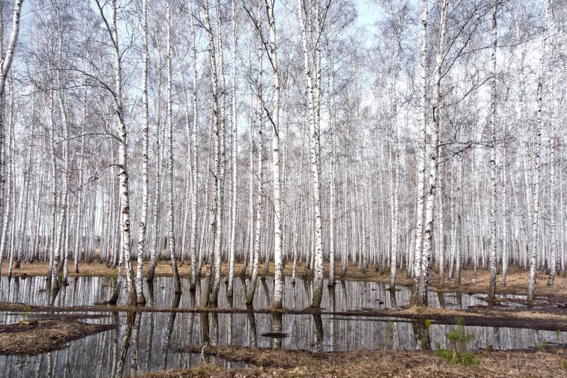 Spring birch forest stock image. Image of plant, russia - 70062129