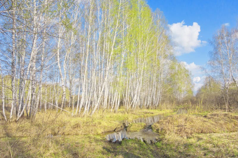 Spring birch forest stock photo. Image of environment - 70538288