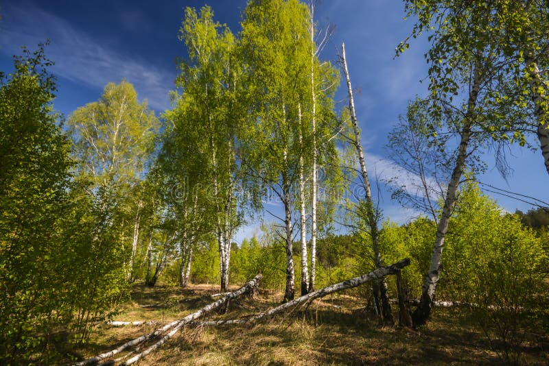 Spring birch forest. stock photo. Image of grove, scene - 113515286