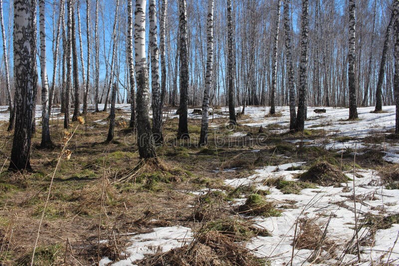 Spring Birch Forest in Siberia with Green Grass Appeared in the Forest ...