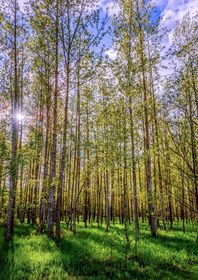 Spring Birch Forest, with Tall Trees with White Bark and Small L Stock ...