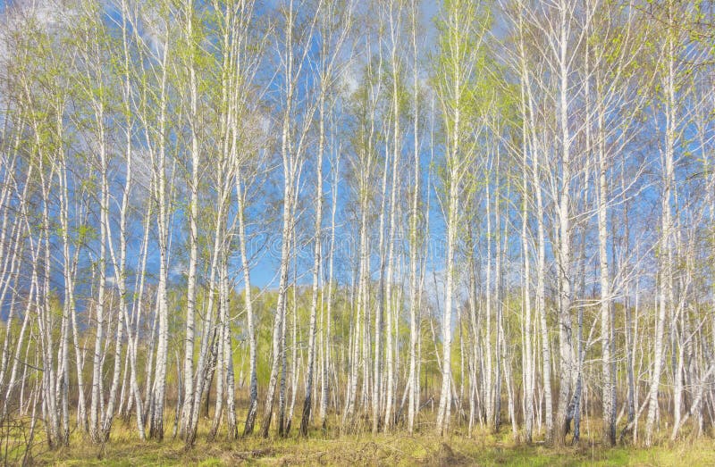 Spring birch forest stock photo. Image of foliage, environment - 70536592