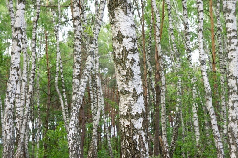Spring Birch Grove in a Dense Beautiful Forest Stock Photo - Image of ...