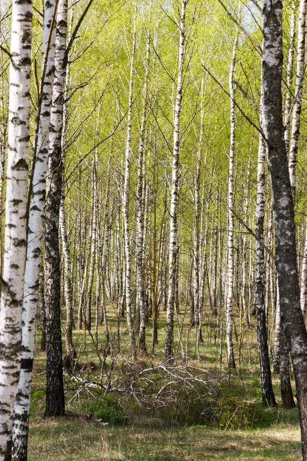 Spring Birch Grove with Fresh Leaves Stock Image - Image of birch ...