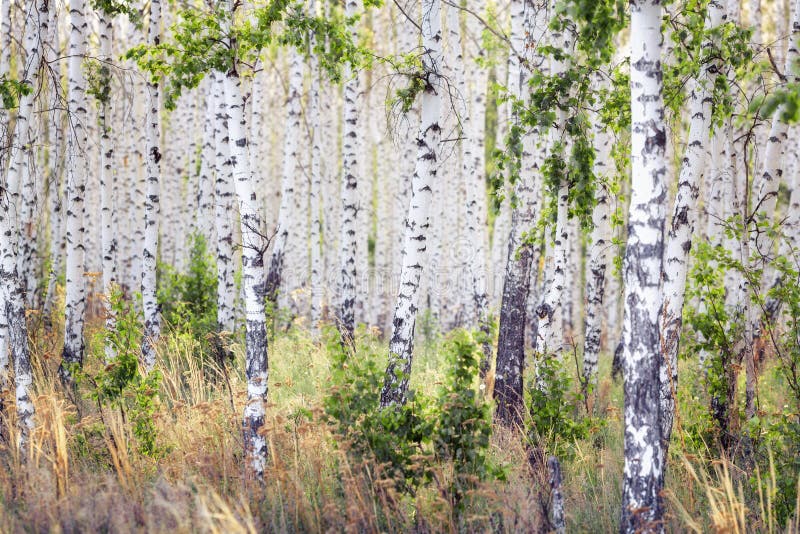 Spring Birch Grove with Green Leaves Stock Image - Image of grove ...