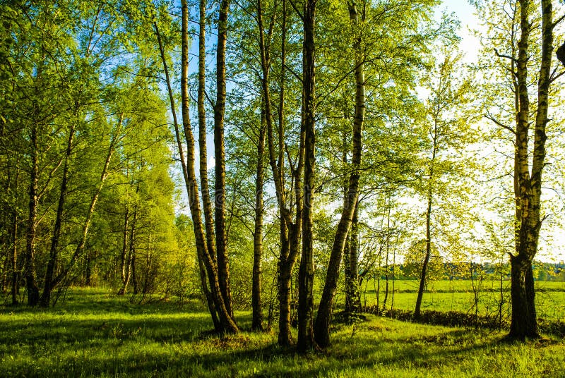 Spring birch trees stock photo. Image of grove, color - 24872992