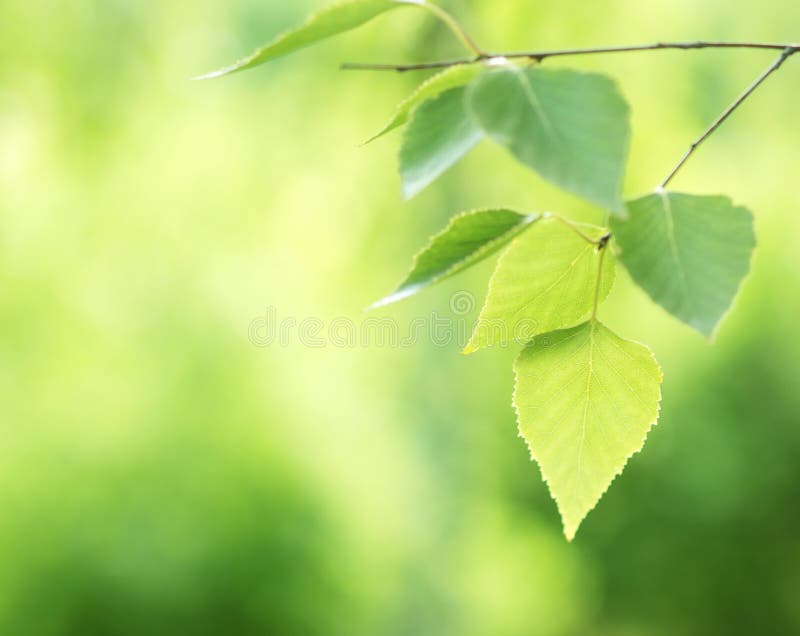 228 Maple Leaf Earring Stock Photos - Free & Royalty-Free Stock Photos ...