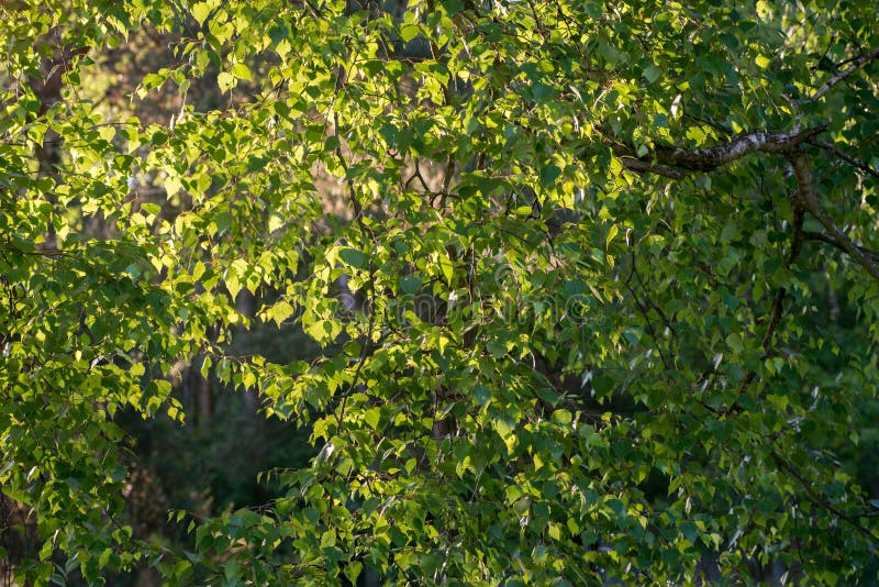 Spring Birch Tree Leaves Background Stock Photo - Image of park, birch ...