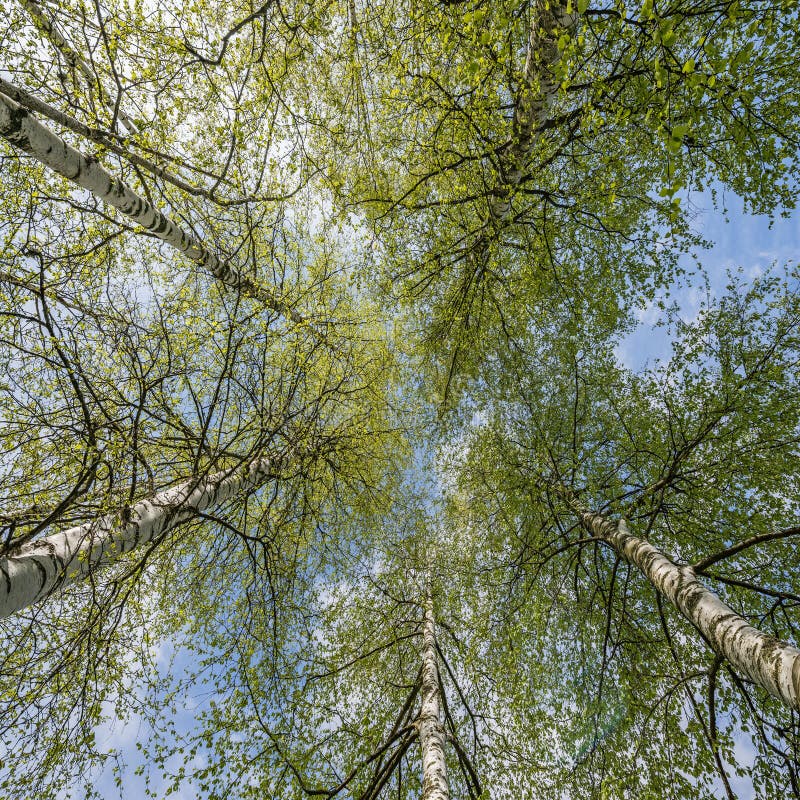 Spring birch trees stock photo. Image of grove, color - 24872992