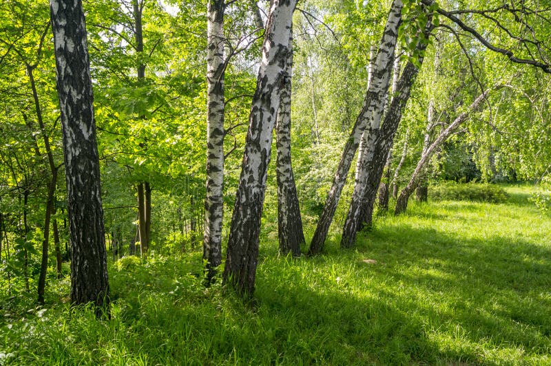 Spring Birch Trees in the Park Stock Image - Image of plant, trunk ...