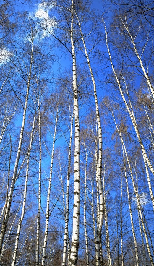 Spring Birch Trees at Thicket Background Stock Photo - Image of tourism ...