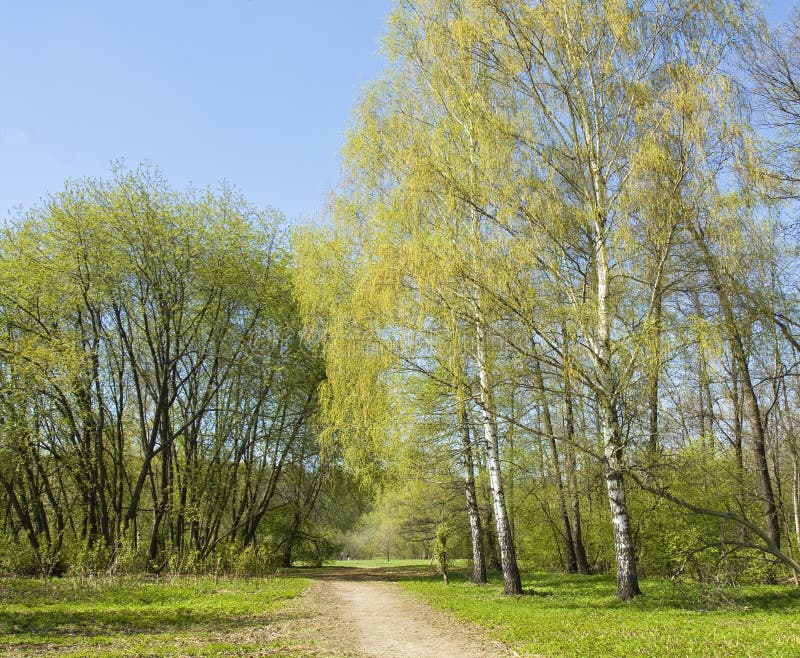 Spring, birches stock image. Image of tree, spring, nature - 32621195