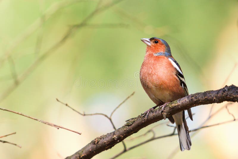 Spring Bird, Chaffinch Sings Sitting on a Branch Stock Image - Image of ...