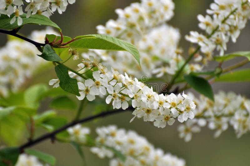 In Spring, Bird-cherry Tree (Prunus Padus) Blooms in Nature Stock Image ...