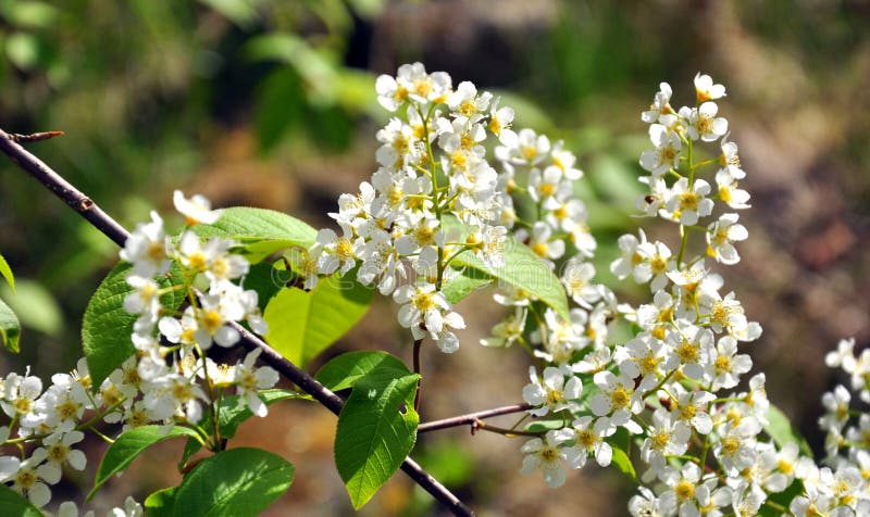 In Spring, Bird-cherry Tree (Prunus Padus) Blooms in Nature Stock Photo ...