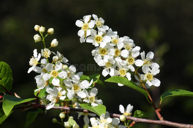 In Spring, Bird-cherry Tree (Prunus Padus) Blooms in Nature Stock Photo - Image of macro ...