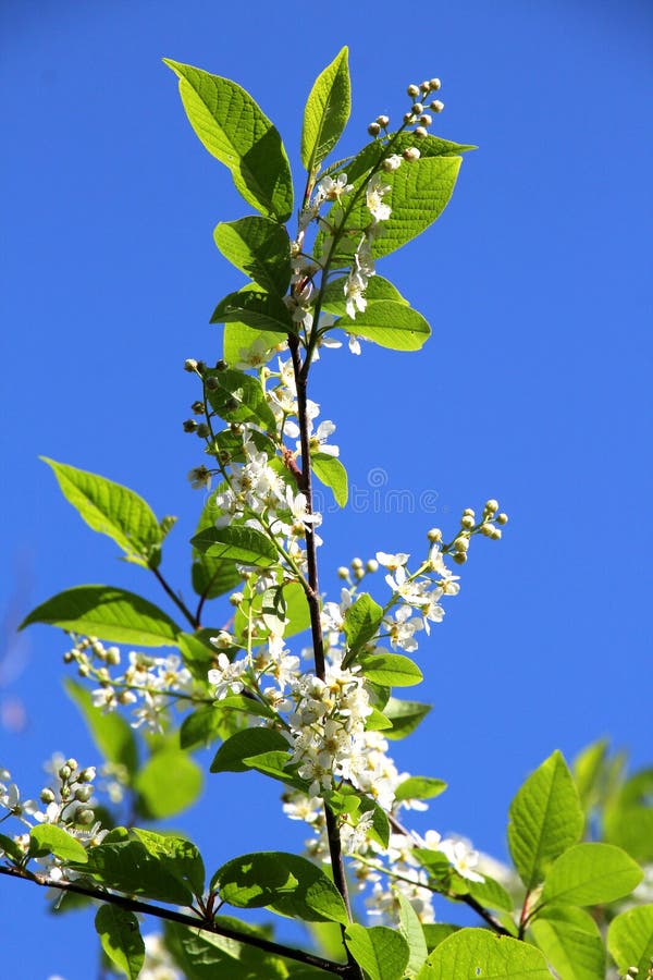 In Spring, Bird-cherry Tree (Prunus Padus) Blooms in Nature Stock Image ...
