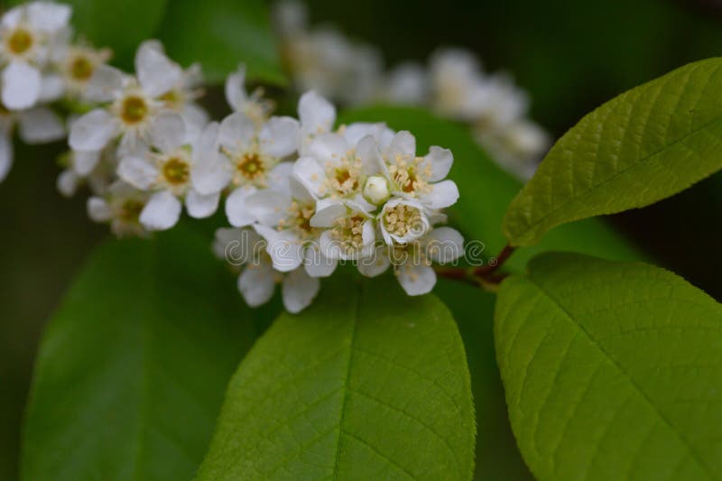 In Spring, Bird-cherry Tree (Prunus Padus) Grows and Blooms in Nature ...