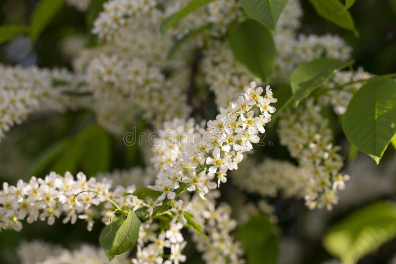 In Spring, Bird-cherry Tree (Prunus Padus) Grows and Blooms in Nature ...