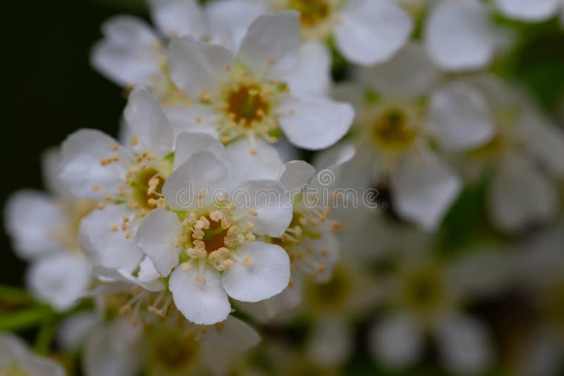 In Spring, Bird-cherry Tree (Prunus Padus) Grows and Blooms in Nature ...