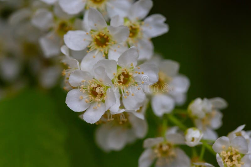 In Spring, Bird-cherry Tree (Prunus Padus) Grows and Blooms in Nature ...