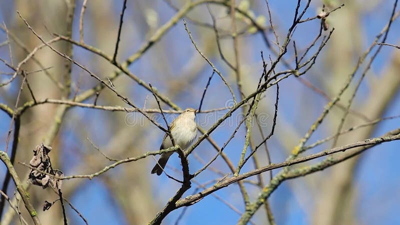 Spring Bird, Chiffchaff, Sings a Song and Then Flies Away Stock Video ...